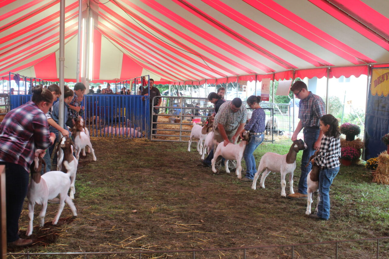 About Us | The Denver Fair